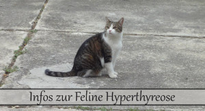 Schilddrüsenüberfunktion bei Katzen – Feline Hyperthyreose › fello
